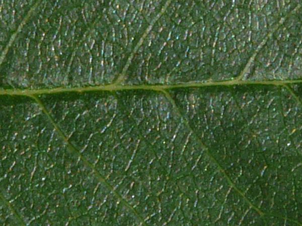 texture 0003 - Texturelib